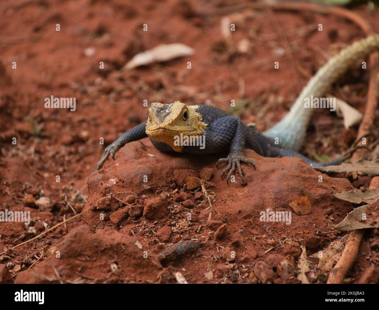 Lionotus hi-res stock photography and images - Alamy