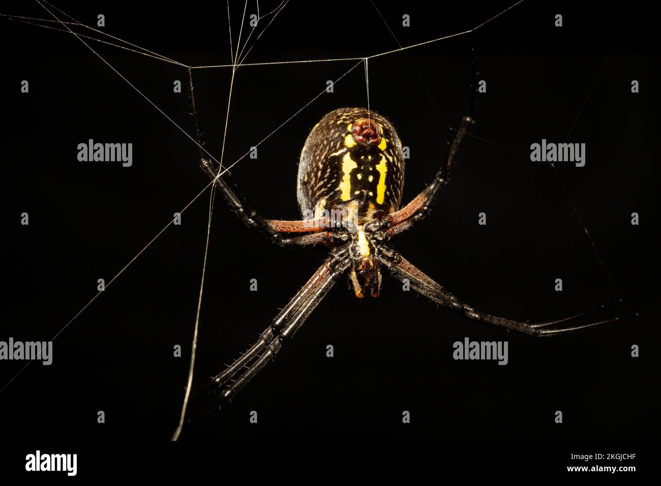 Spider hanging from web hi-res stock photography and images - Alamy