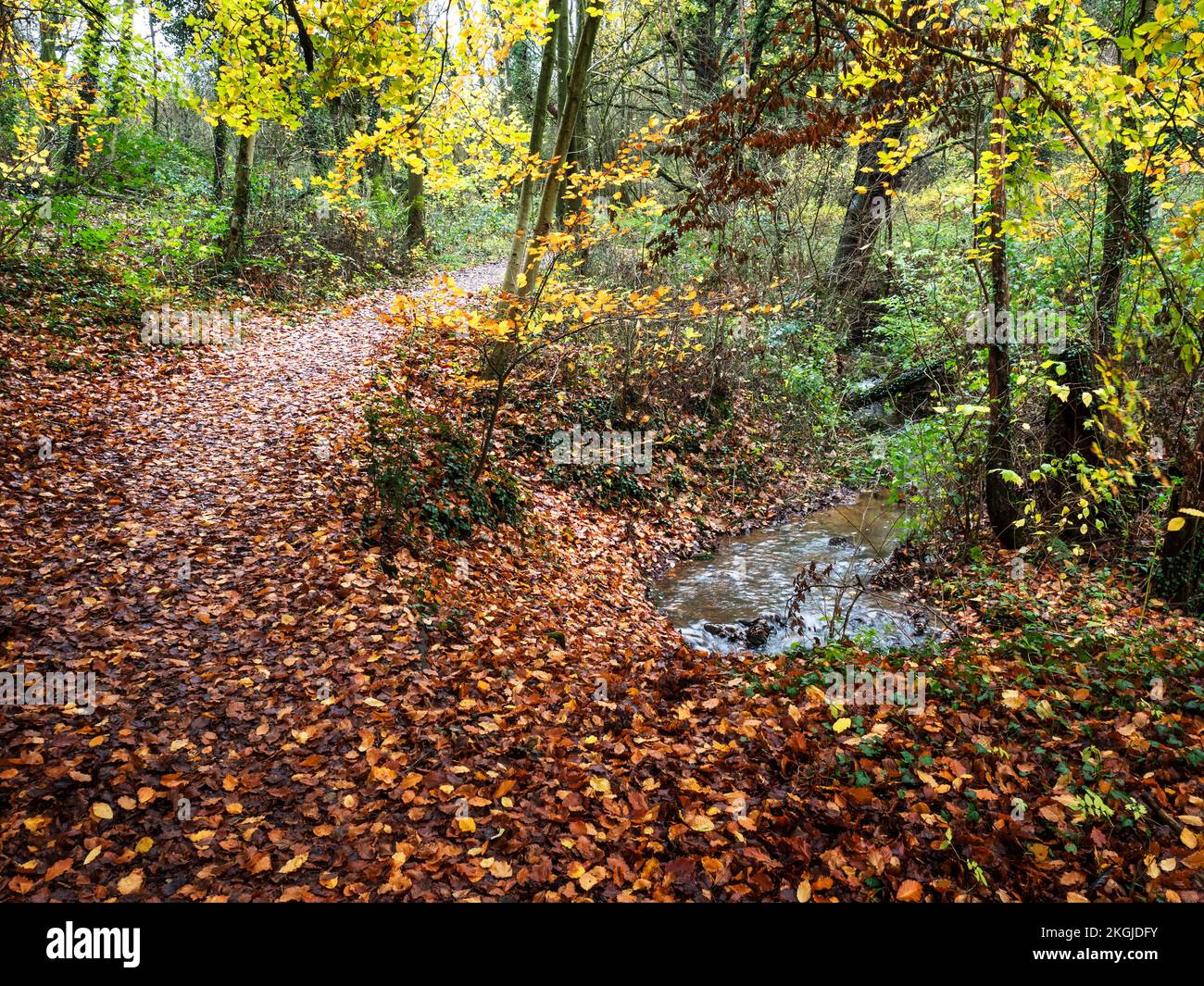 Mackintosh Park in autumn Knaresborough North Yorkshire England Stock ...