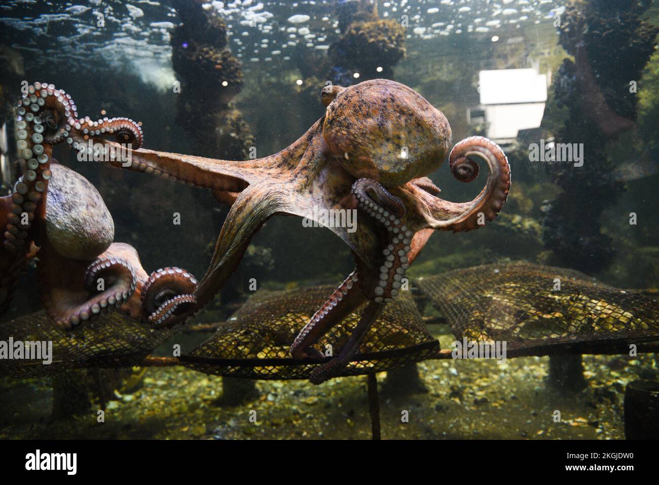 Octopus in the aquarium. Common octopus (Octopus vulgaris). Wild animal ...