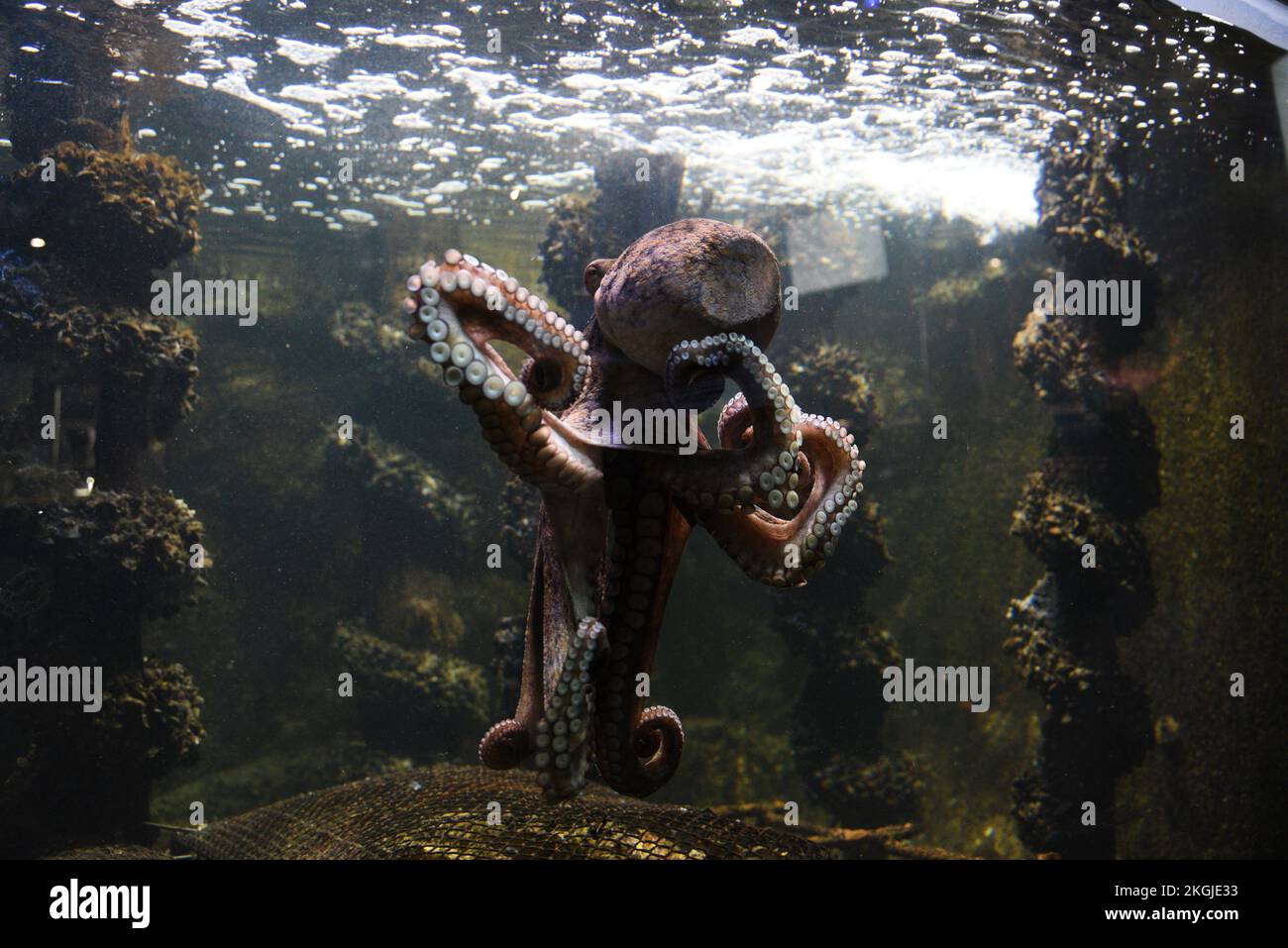 Octopus in the aquarium. Common octopus (Octopus vulgaris). Wild animal ...