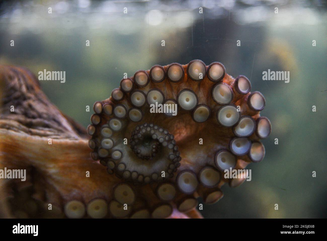 Octopus in the aquarium. Common octopus (Octopus vulgaris). Wild animal ...