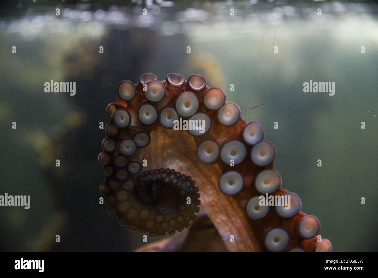 Octopus in the aquarium. Common octopus (Octopus vulgaris). Wild animal ...