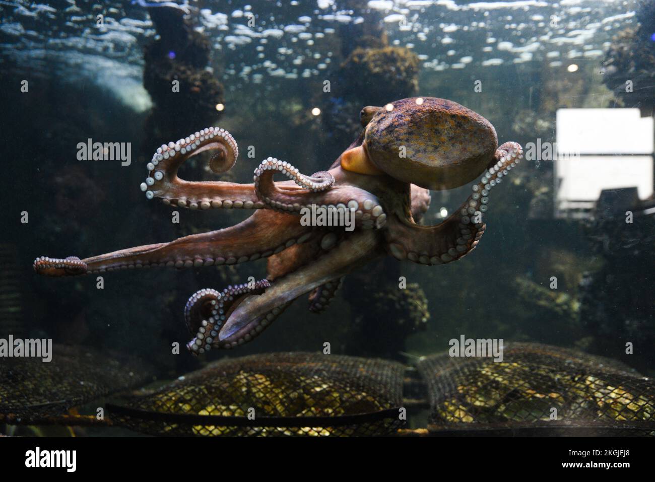 Octopus in the aquarium. Common octopus (Octopus vulgaris). Wild animal ...