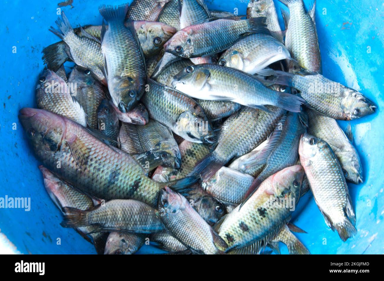 Fresh fish for sale, Lake Aheme, Benin. Lake Aheme is a Voodou Centre ...