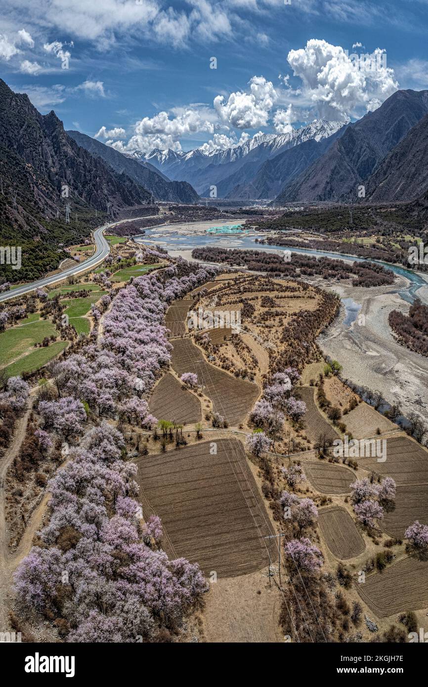 A vertical aerial of a purple Kurinji field next to the Niyang river ...
