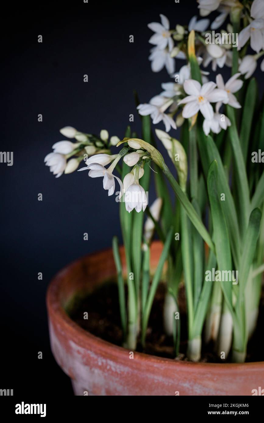 Paperwhites in pot hi-res stock photography and images - Alamy