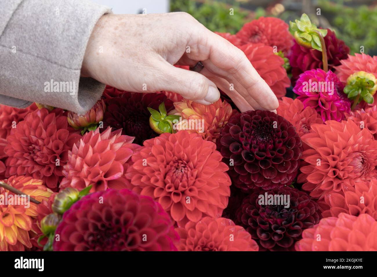 Hand strokes hi-res stock photography and images - Alamy