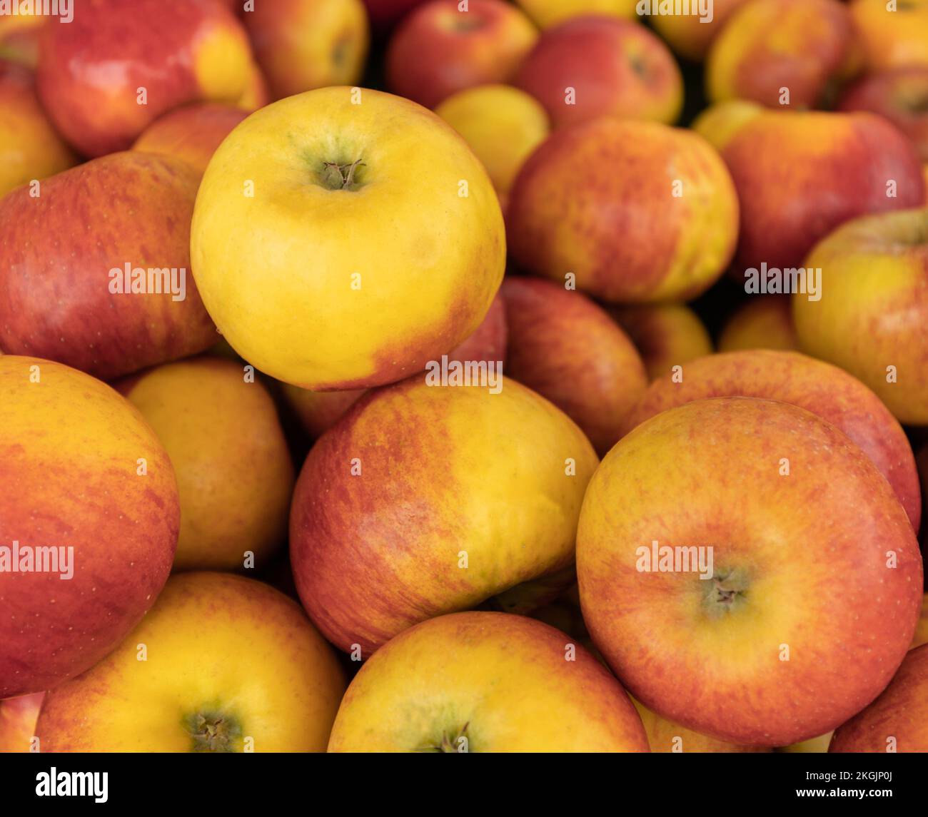 A hill of beautiful appetizing red-yellow apples Stock Photo - Alamy