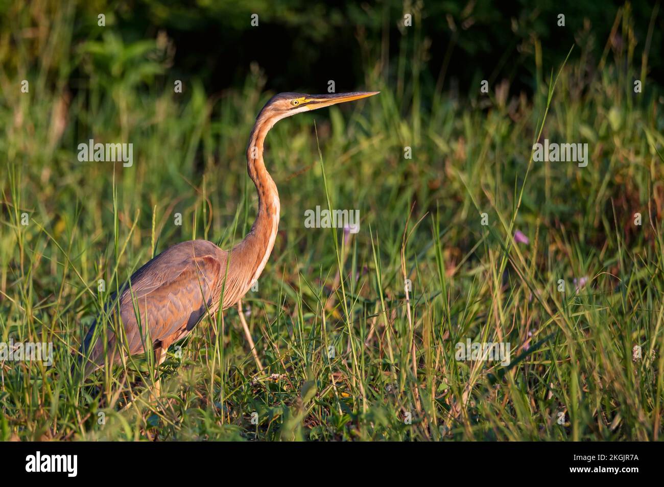 Purple heron or ardea purpurea wading in the swamp Stock Photo - Alamy