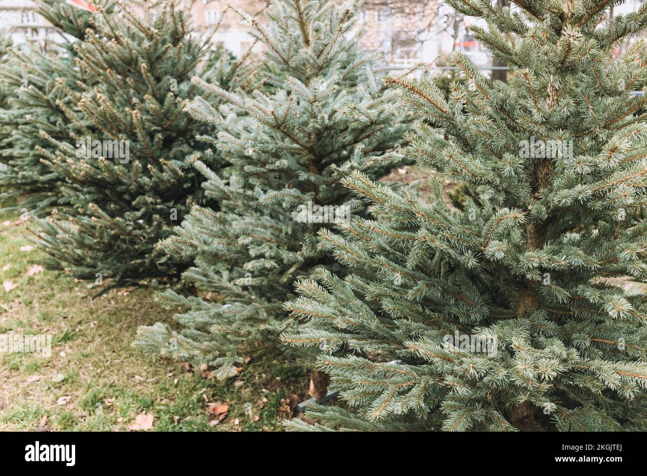 Real christmas trees net hi-res stock photography and images - Alamy