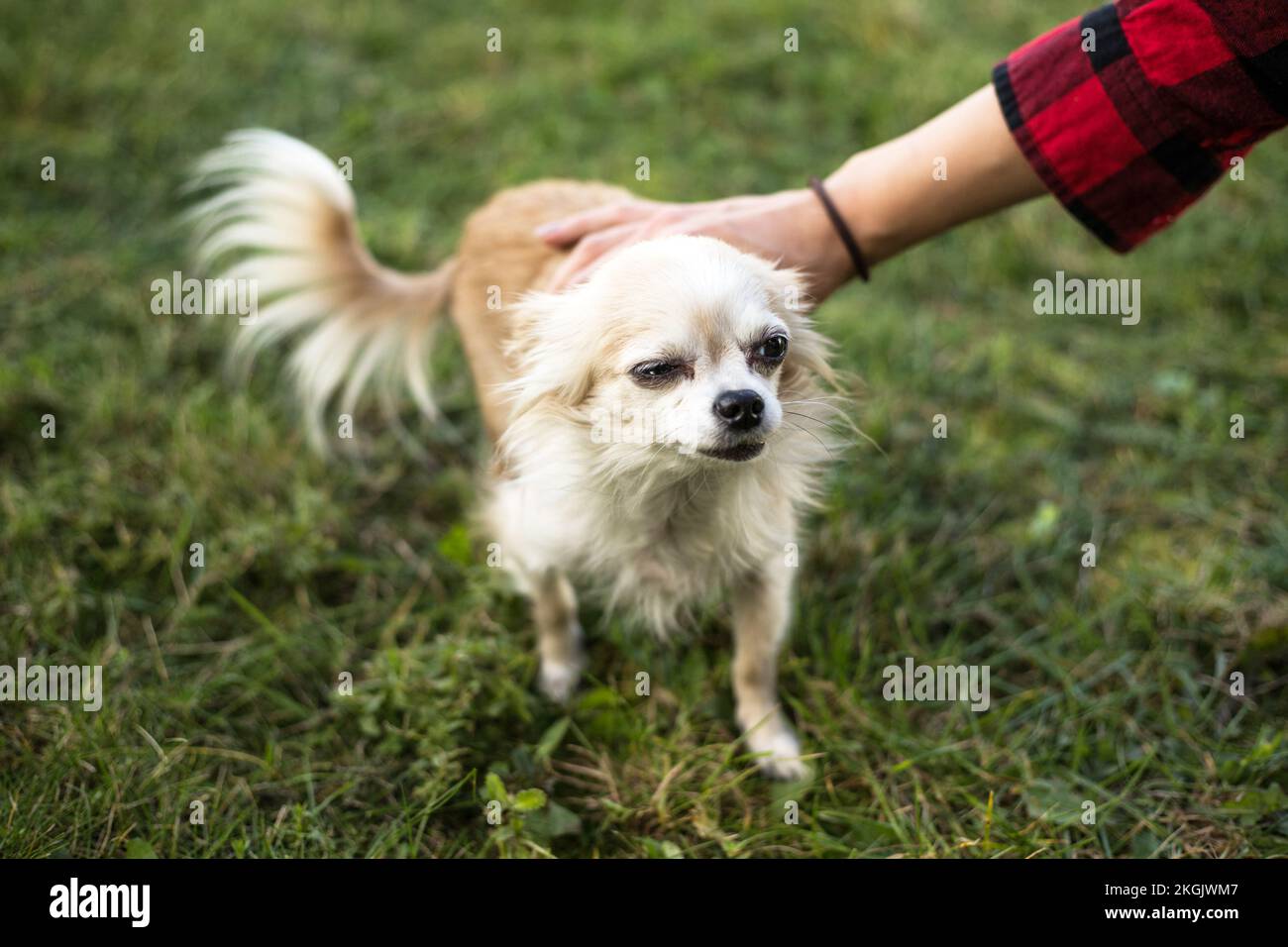old chihuahua dog Stock Photo - Alamy
