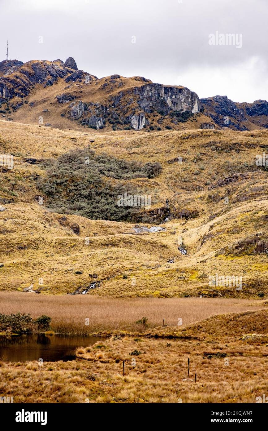 Colorful landscape with straw grass growth in a lake in Cajas National ...