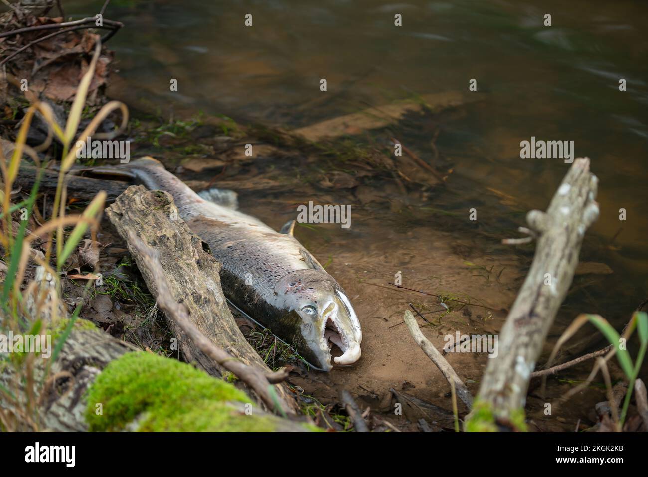 Large Atlantic salmon laying on the river shore. Dead fish washed out ...