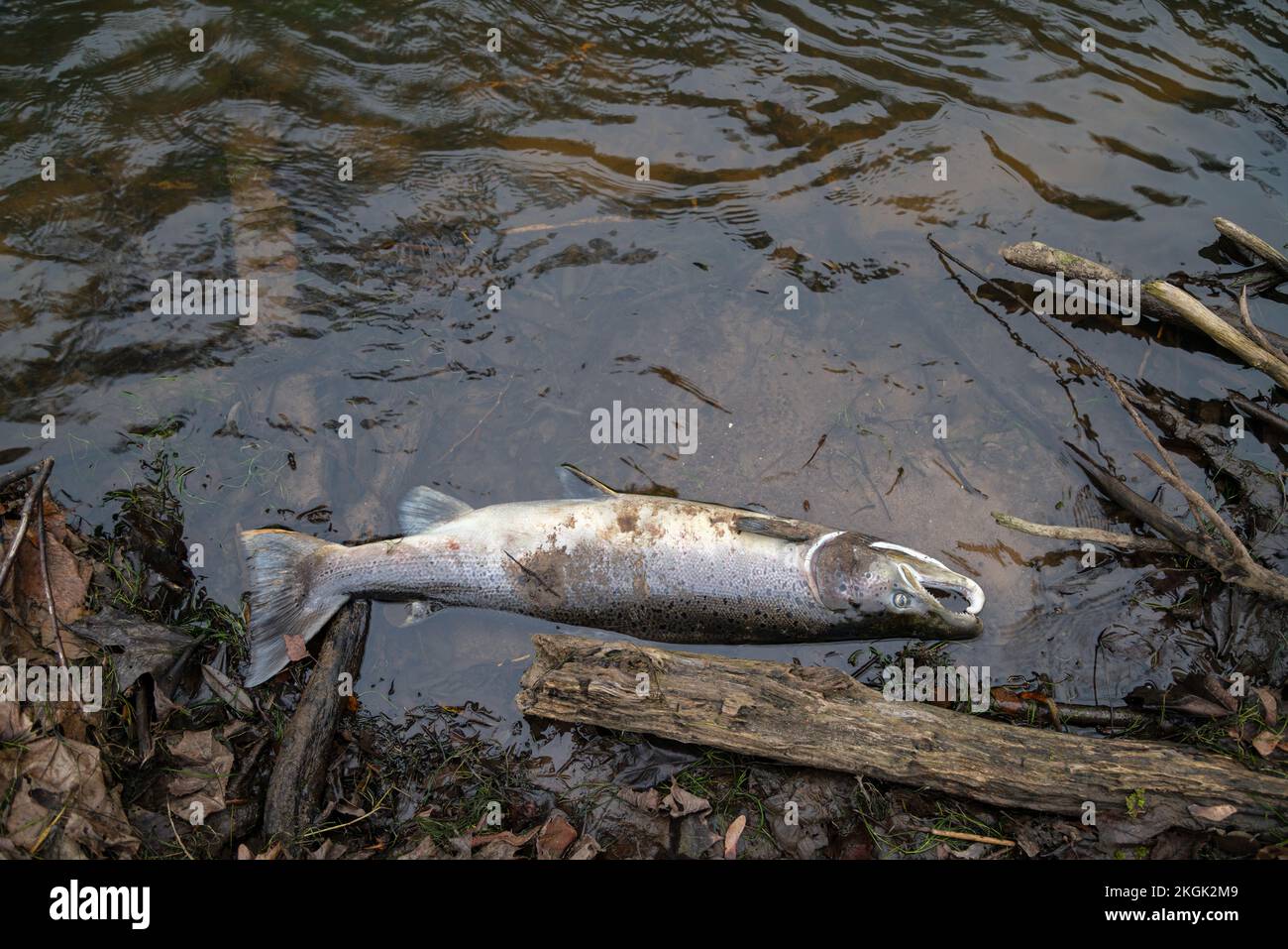 Large Atlantic salmon laying on the river shore. Dead fish washed out ...