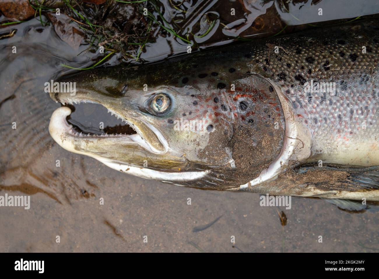 Large Atlantic salmon laying on the river shore. Dead fish washed out ...
