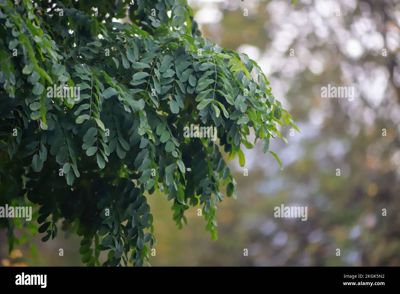 Leaves hanging down a tree in front of another tree Stock Photo - Alamy
