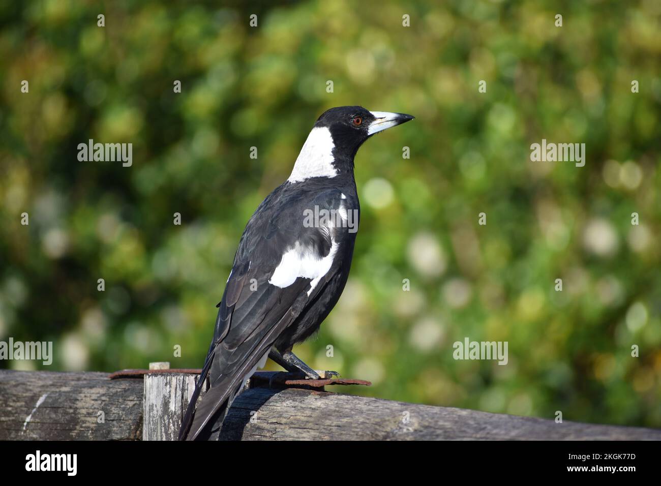 Australian magpie on fence hi-res stock photography and images - Alamy