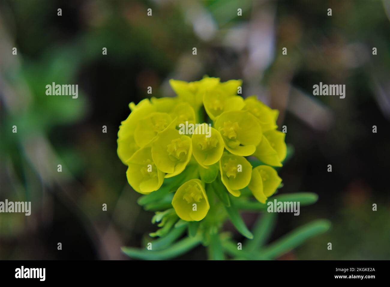 Bunch of yellow small flowers together Stock Photo - Alamy