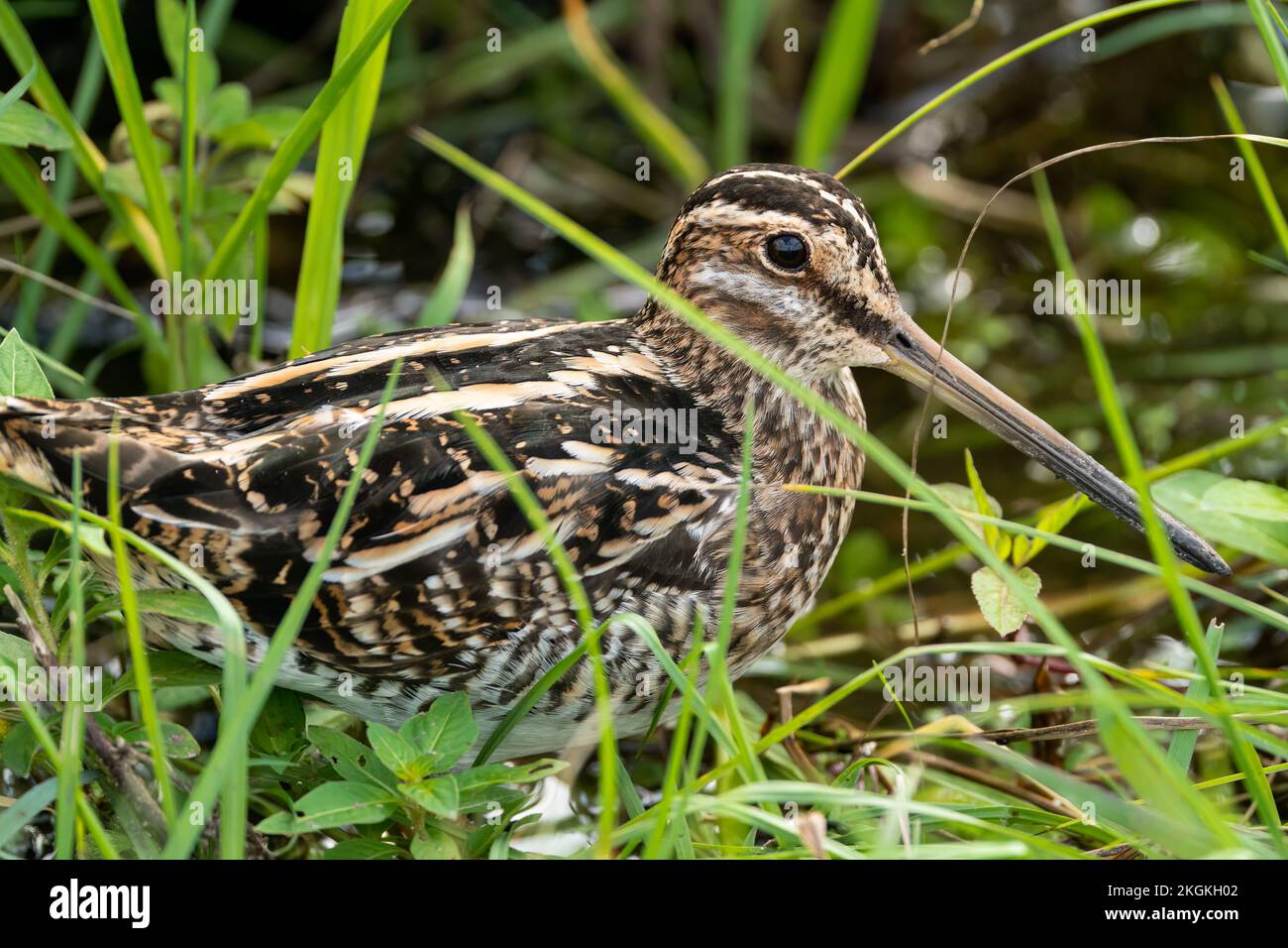 Snipes hi-res stock photography and images - Alamy