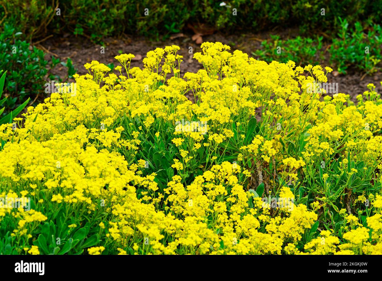 Blooming Rock Alyssum in the garden. Yellow flowers in the bed Stock ...
