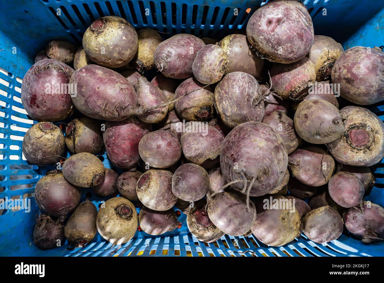 Blue plastic box with several units of organic beetroot Stock Photo - Alamy