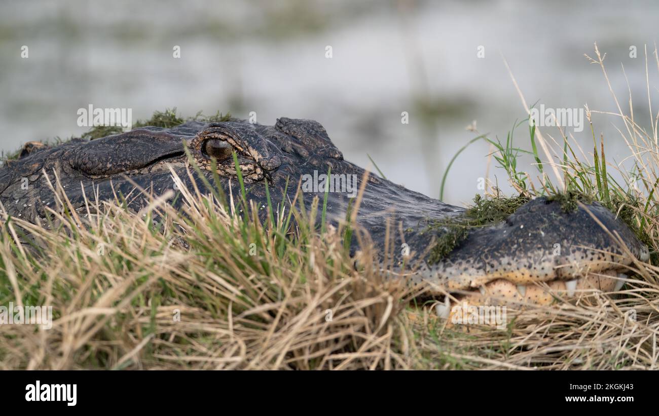 American alligators swamp hi-res stock photography and images - Alamy