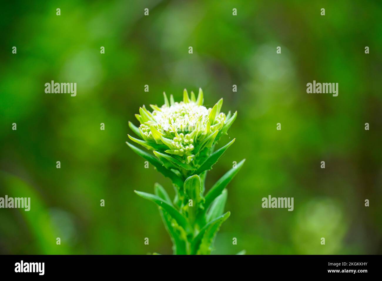 Field cress close-up. Plant in natural environment with green ...