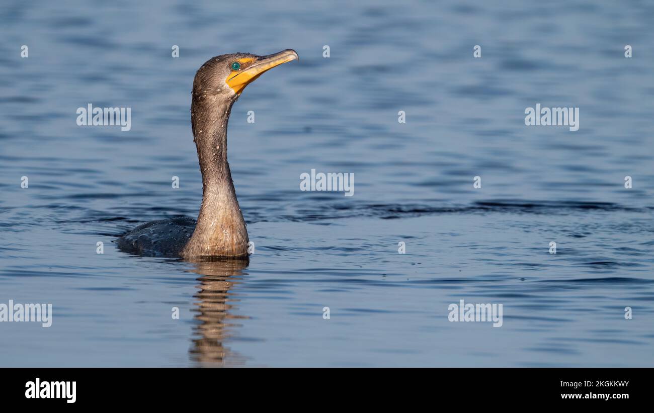 A double-crested cormorant swimming through the water Stock Photo - Alamy
