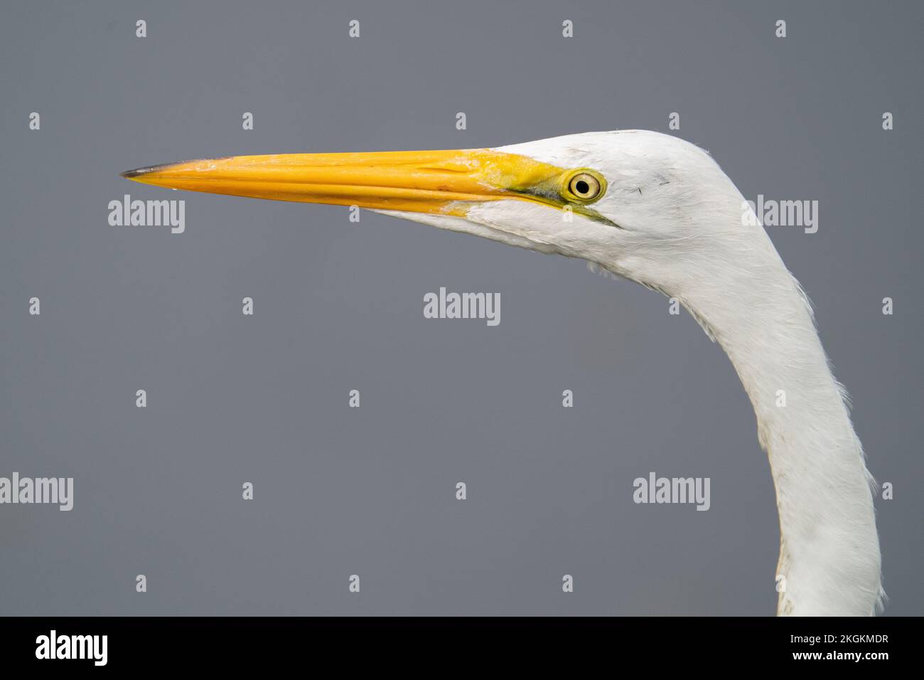 Great egrets tree hi-res stock photography and images - Alamy