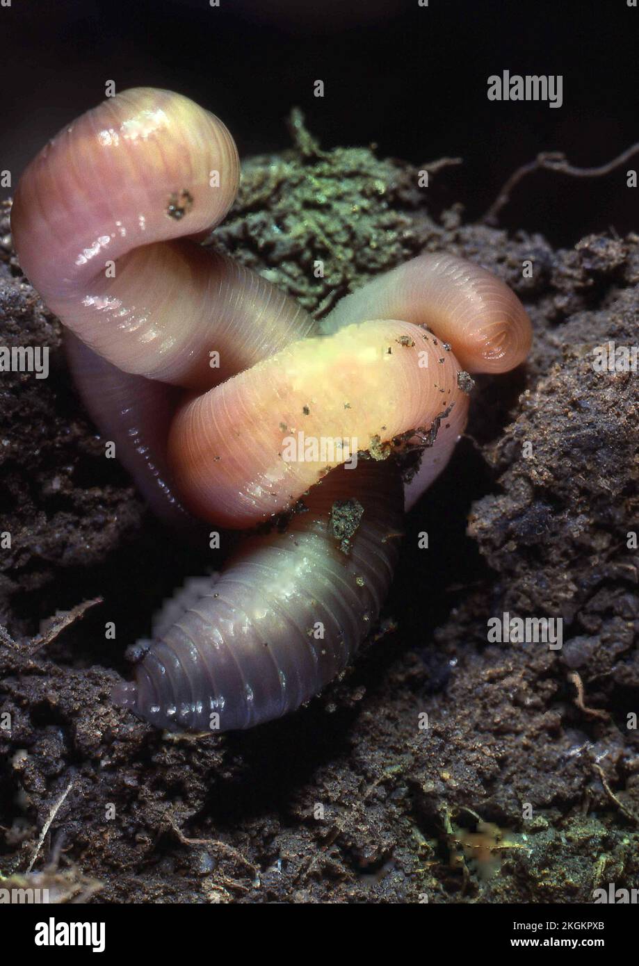 The wirm hi-res stock photography and images - Alamy