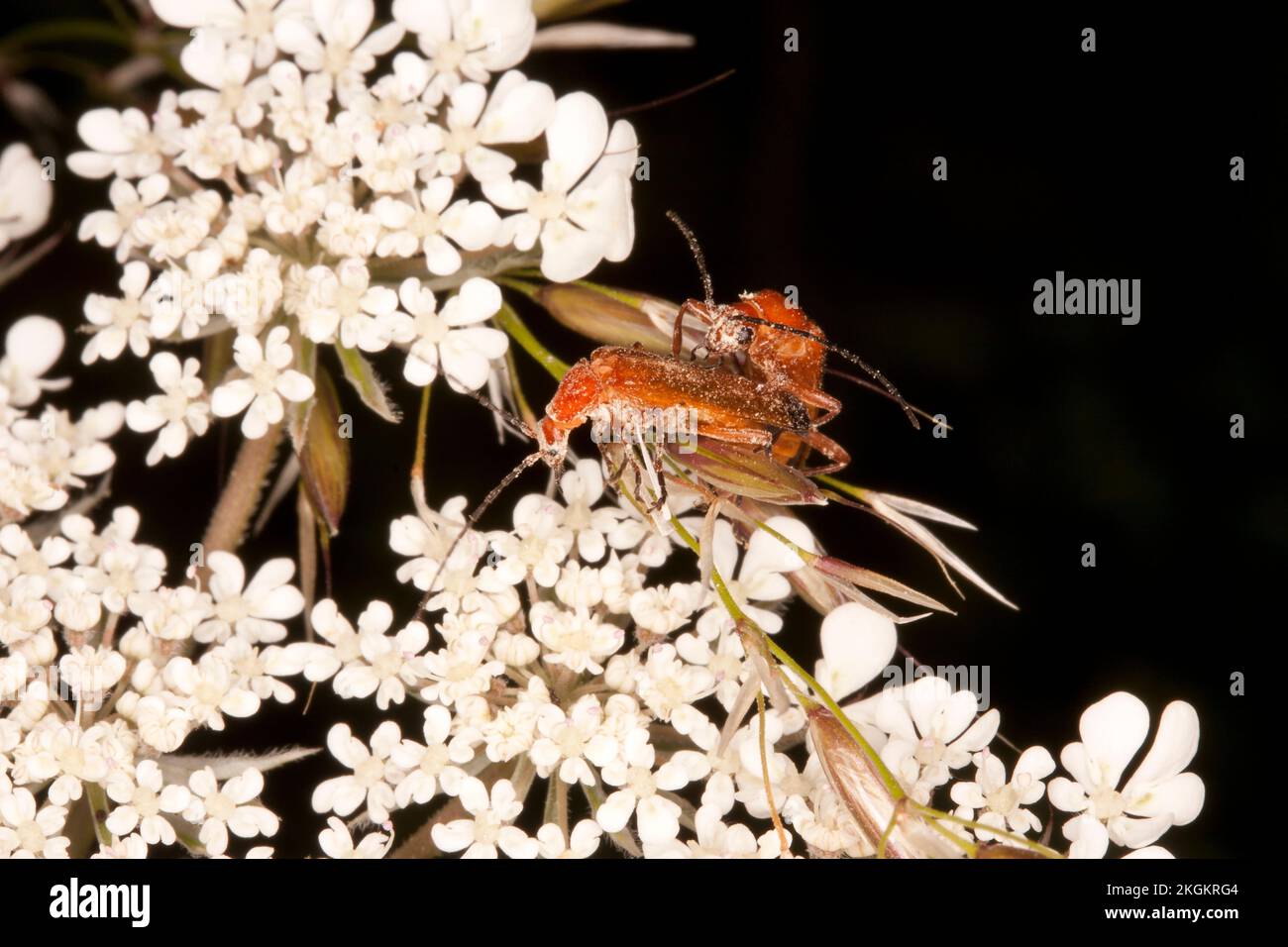 Common Red Soldier Beetle Stock Photo - Alamy