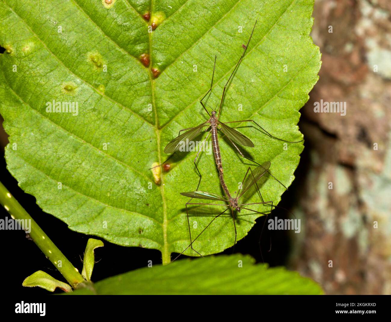 September Crane Fly Mating Stock Photo - Alamy