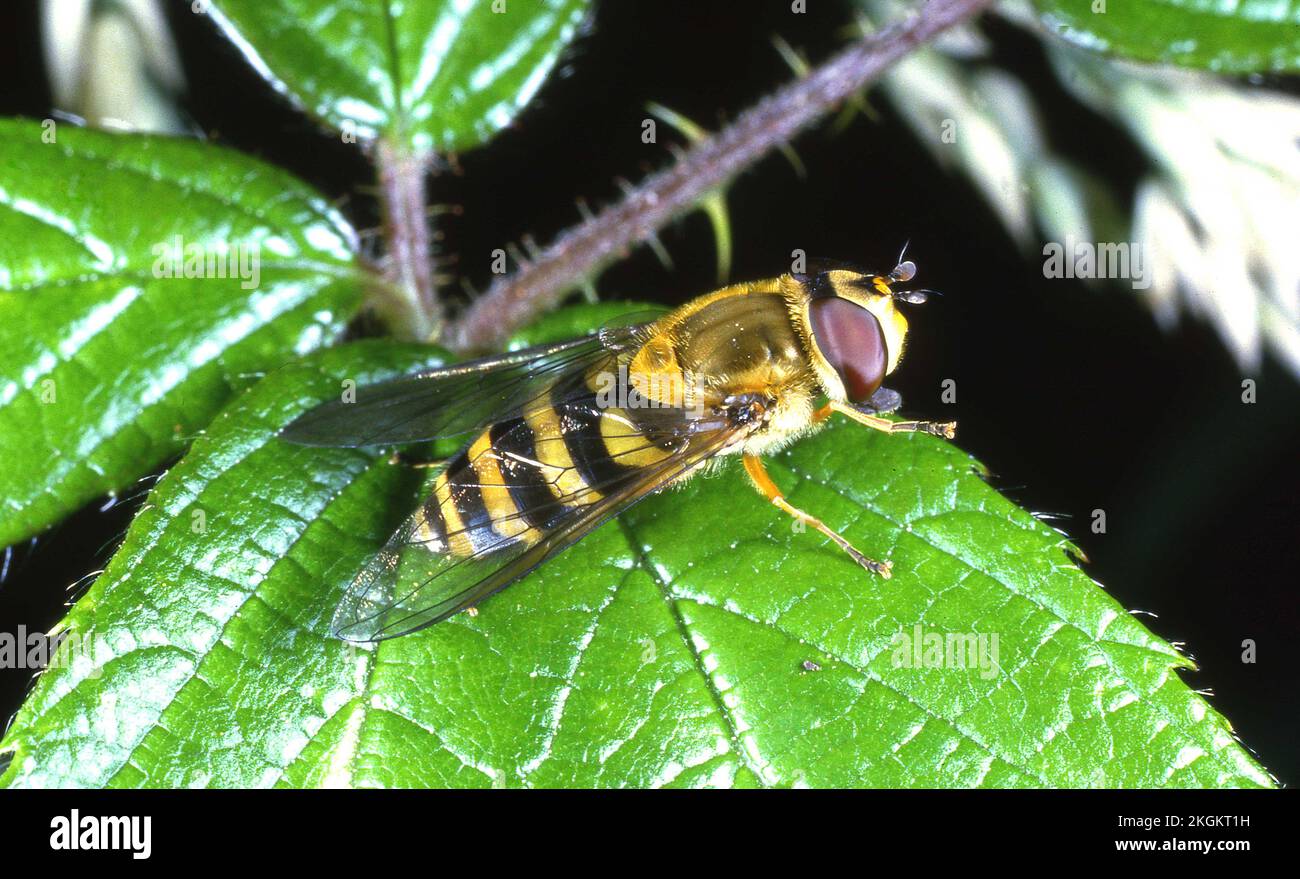 Humming Syrphus hover fly Stock Photo - Alamy