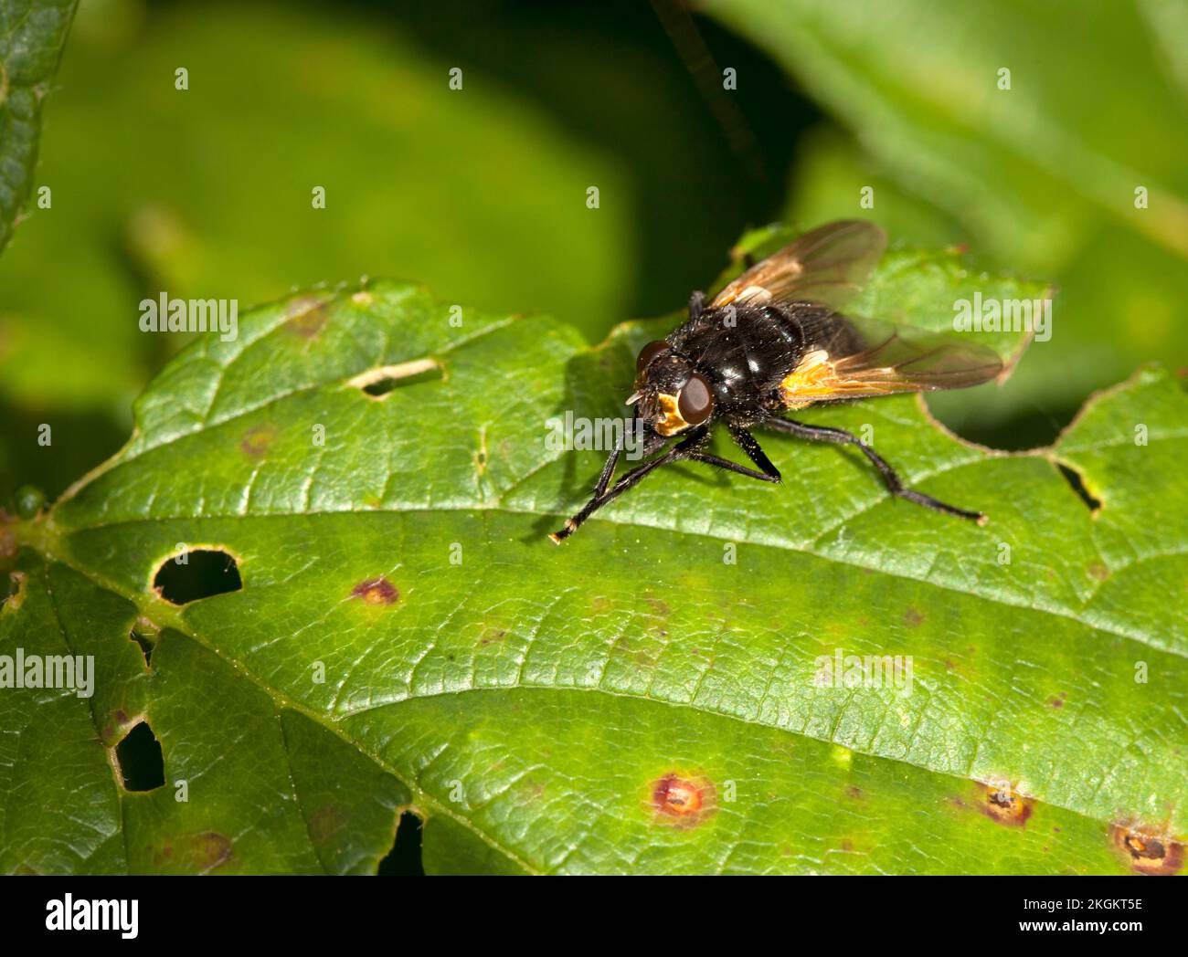 Mesembrina meidiana hi-res stock photography and images - Alamy