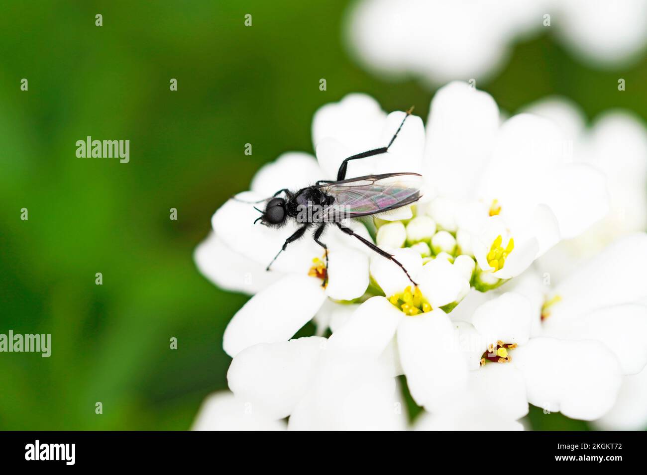 March fly sits on evergreen candytuft. Insect close-up. Bibio marci ...
