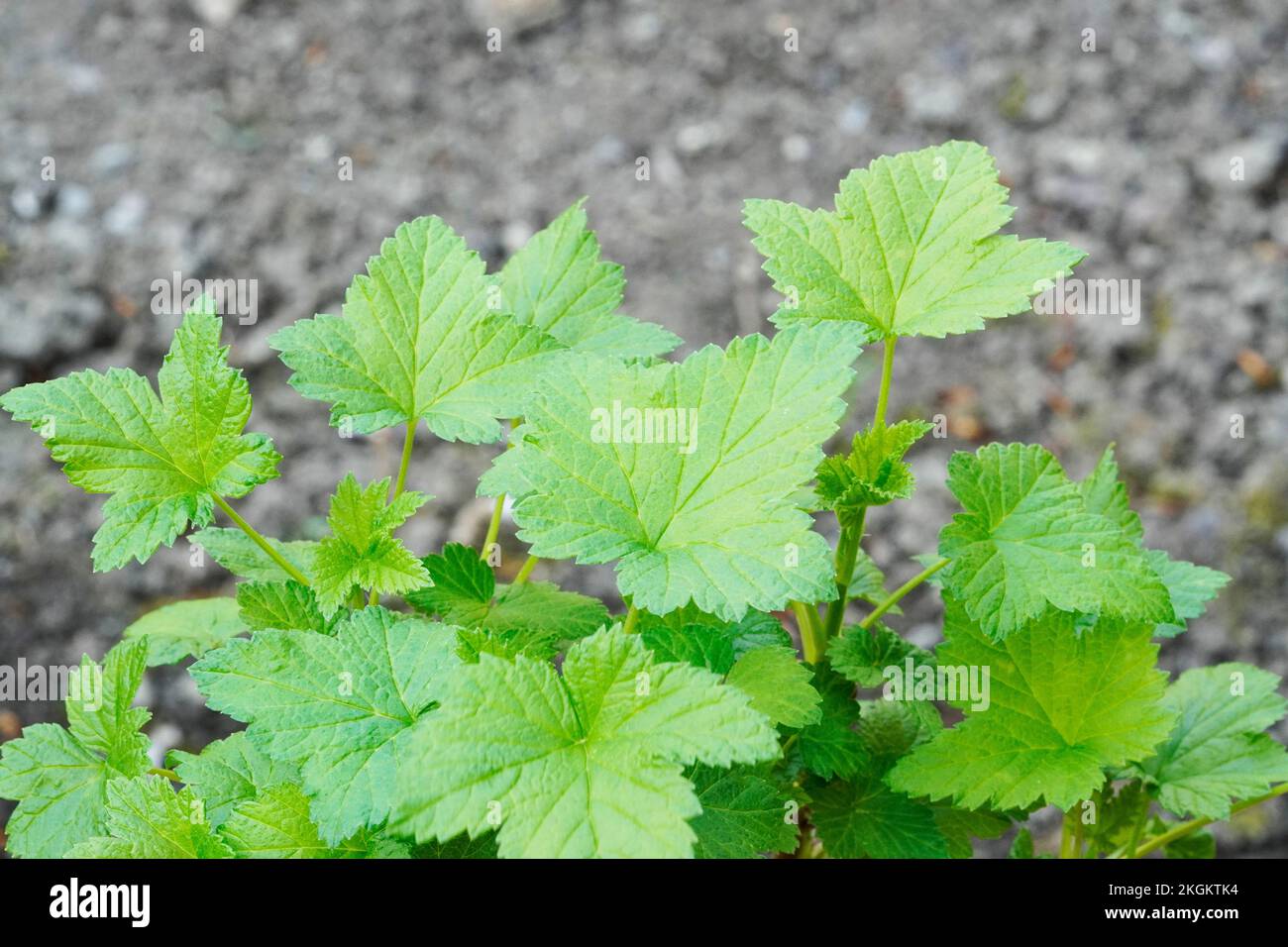 Fresh green leaves from the currant bush. Ribes Stock Photo - Alamy