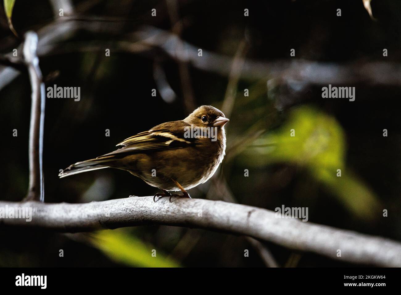 A closeup of beautiful Common chaffinch bird sitting on tree branch in ...