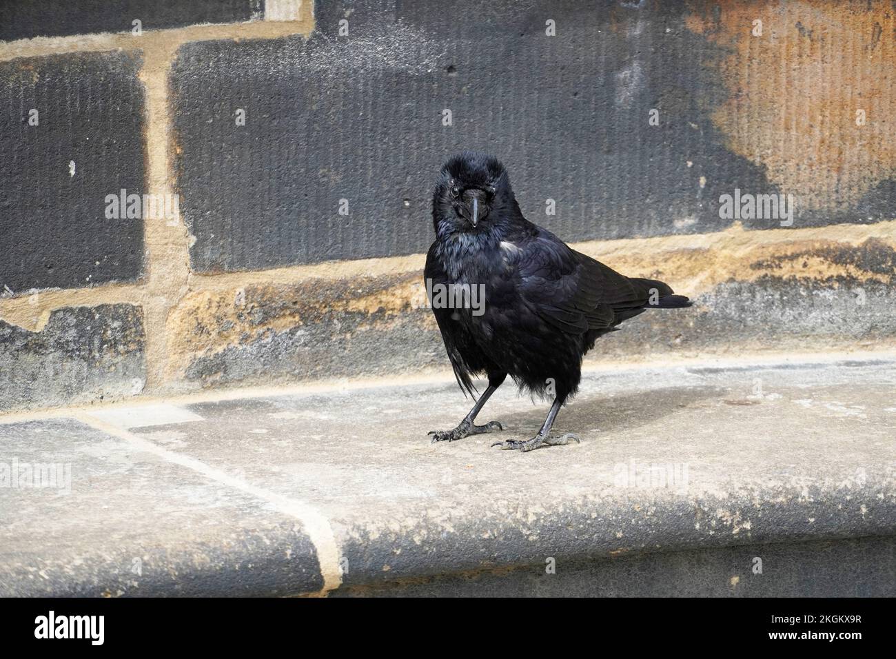 Crow in the city. Close-up of the bird. Corvus Stock Photo - Alamy