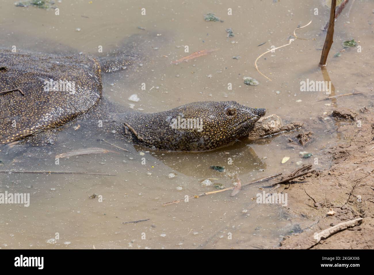 African Softshell Turtle (Trionyx triunguis, Trionychidae) - HaTzabim ...