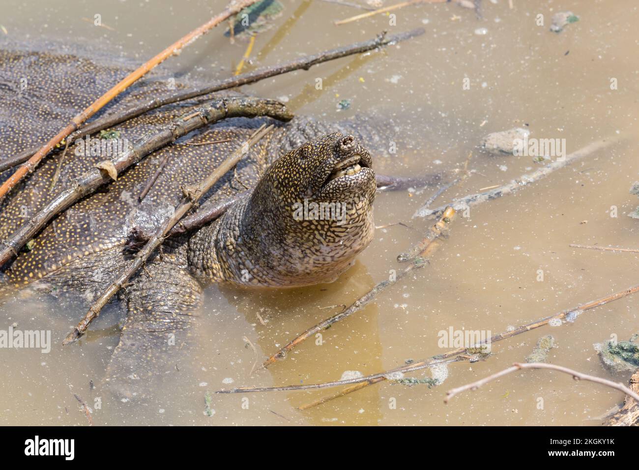 African Softshell Turtle (Trionyx triunguis, Trionychidae) - HaTzabim ...
