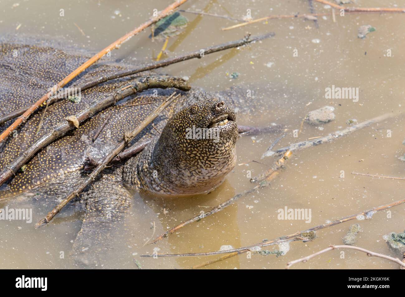 African Softshell Turtle (Trionyx triunguis, Trionychidae) - HaTzabim ...