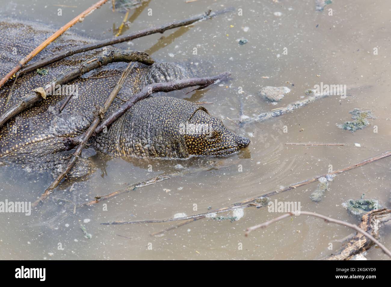 African Softshell Turtle (Trionyx triunguis, Trionychidae) - HaTzabim ...