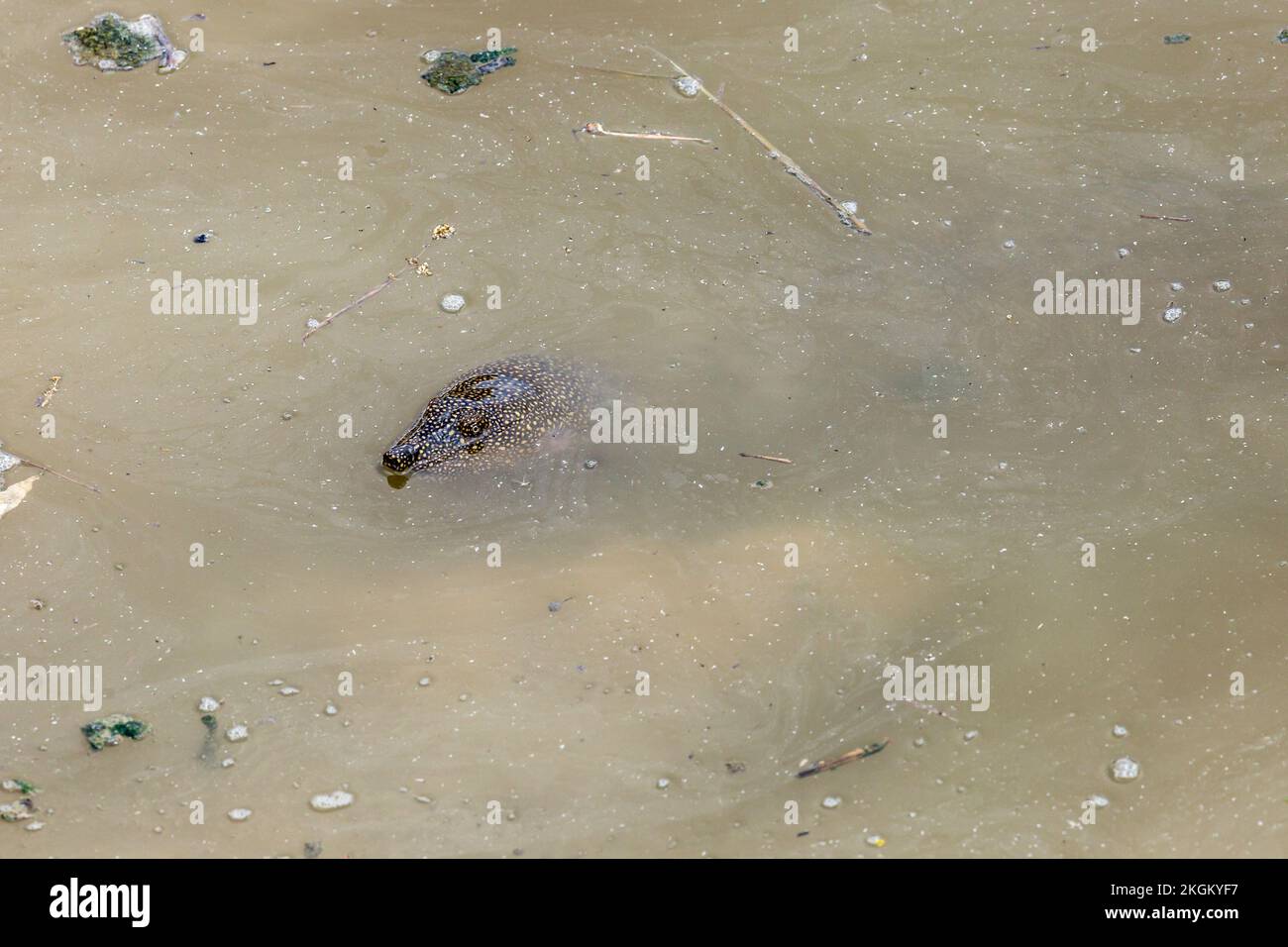 African Softshell Turtle (Trionyx triunguis, Trionychidae) - HaTzabim ...