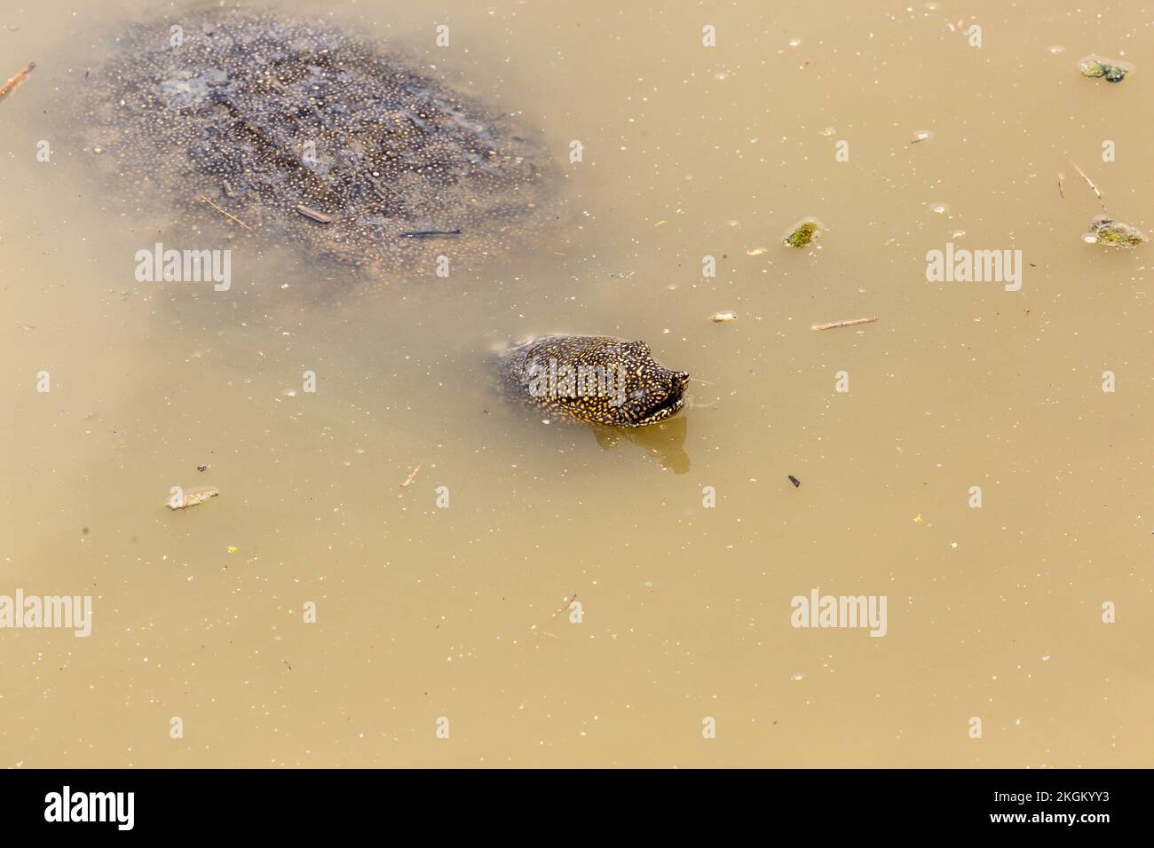 African Softshell Turtle (Trionyx triunguis, Trionychidae) - HaTzabim ...