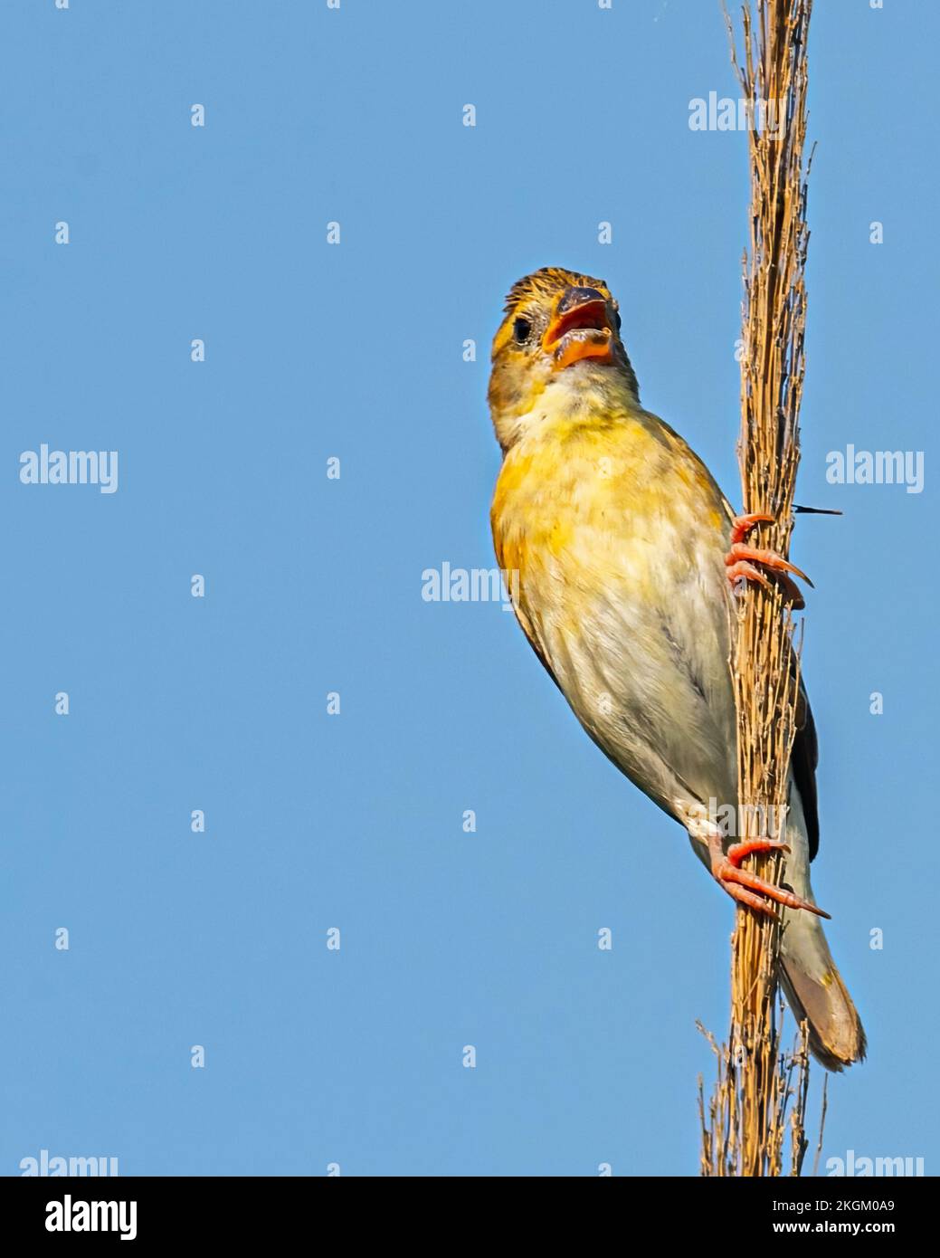 A Cuckoo- finch bird sitting on a branch under a clear blue sky Stock ...
