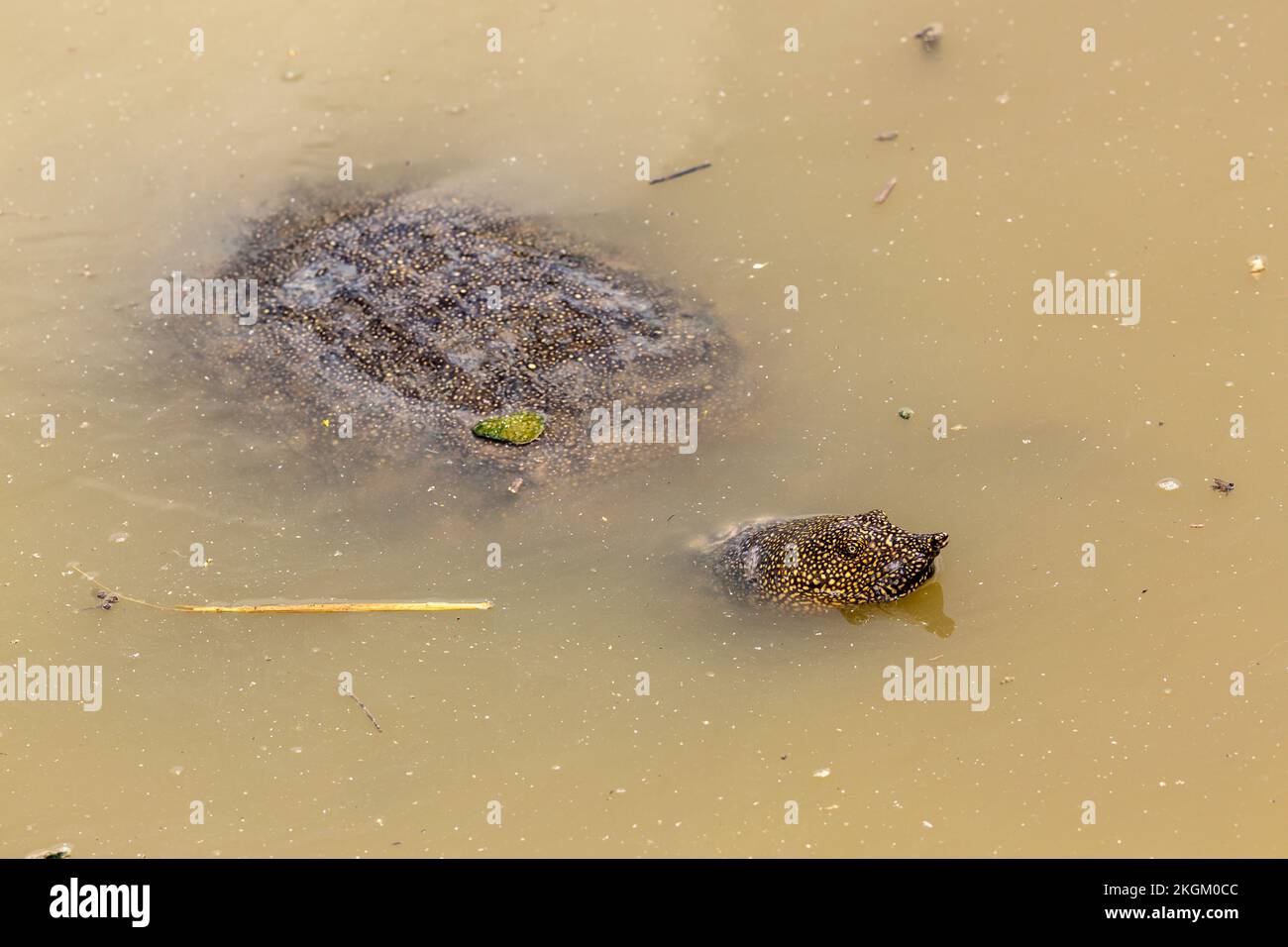 African Softshell Turtle (Trionyx triunguis, Trionychidae) - HaTzabim ...