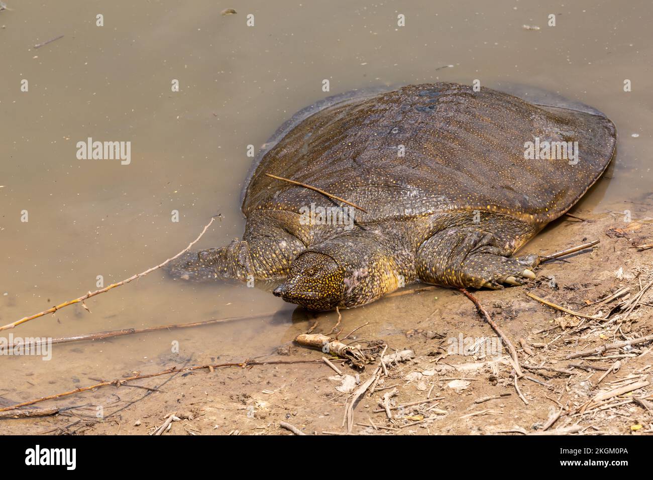 African Softshell Turtle (Trionyx triunguis, Trionychidae) - HaTzabim ...