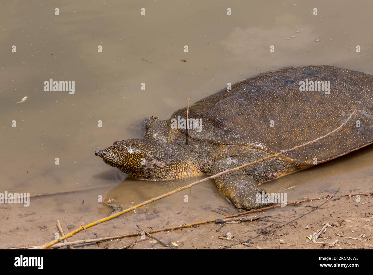 African Softshell Turtle (Trionyx triunguis, Trionychidae) - HaTzabim ...