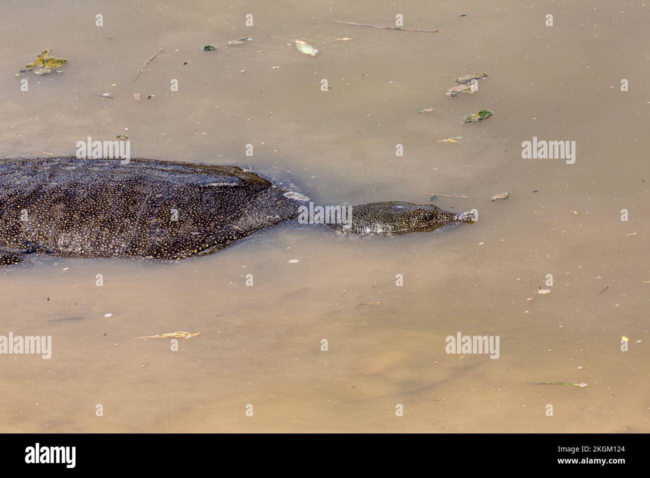 African Softshell Turtle (Trionyx triunguis, Trionychidae) - HaTzabim ...